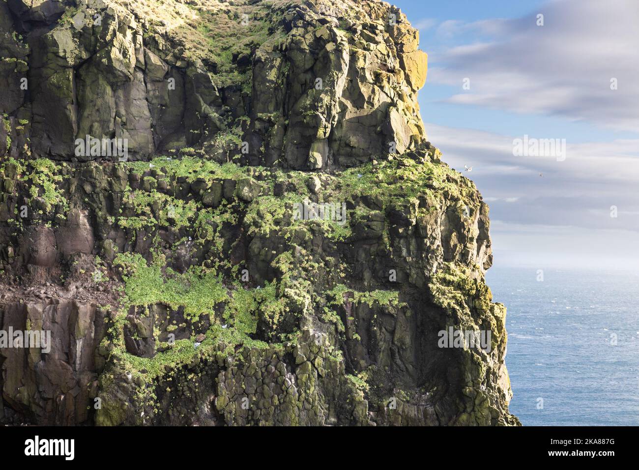 Natural cliffs at Latrabjarg, popular scenic destination in Westfjords ...