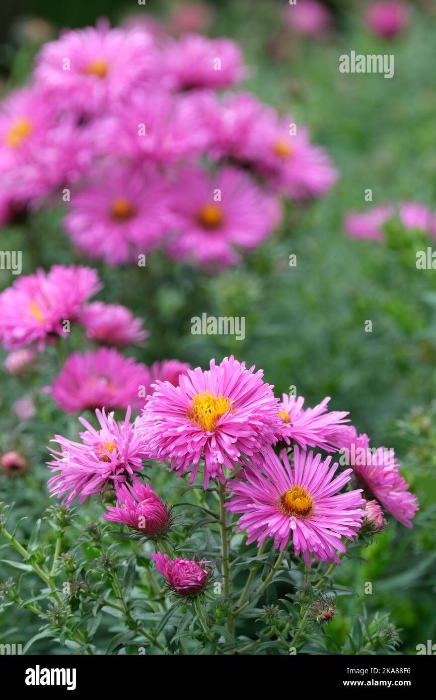 Aster novae-angliae Barr's Pink, New England aster Barr's Pink ...