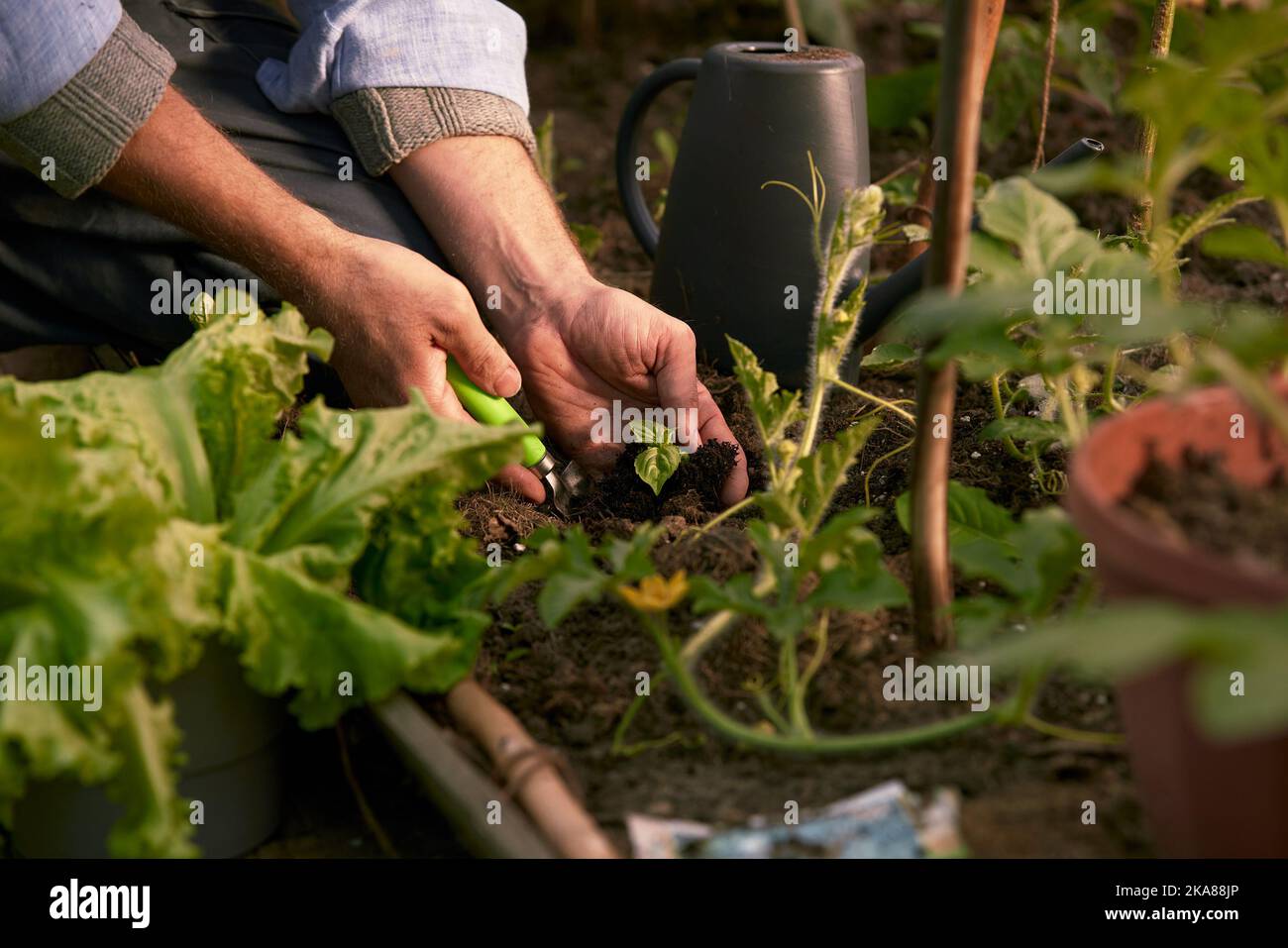 Close-up of a green leaf of a plant. Hands tamp the earth around the ...