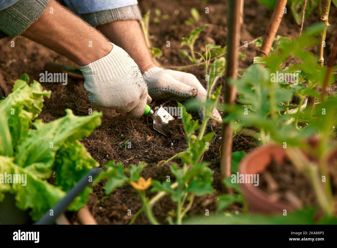 Close-up of a green leaf of a plant. Hands tamp the earth around the ...