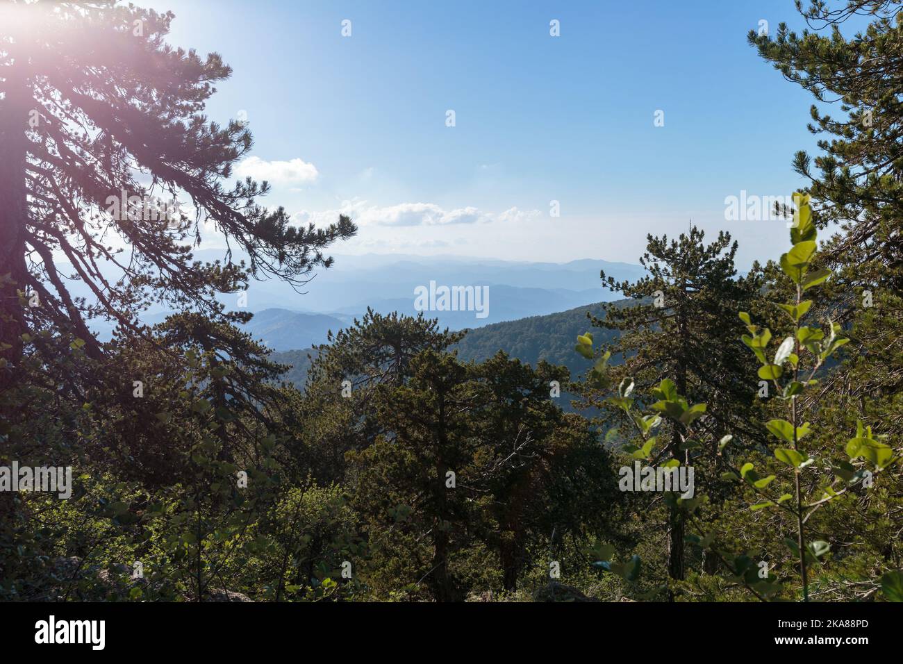 Beautiful landscape view coniferous forest hi-res stock photography and ...