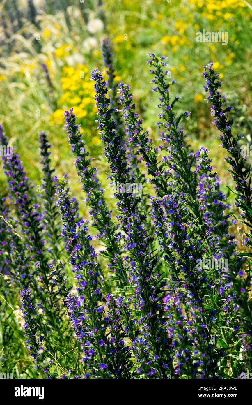 Wildflowers garden border Viper bugloss Echium vulgare, Meadow Stock ...
