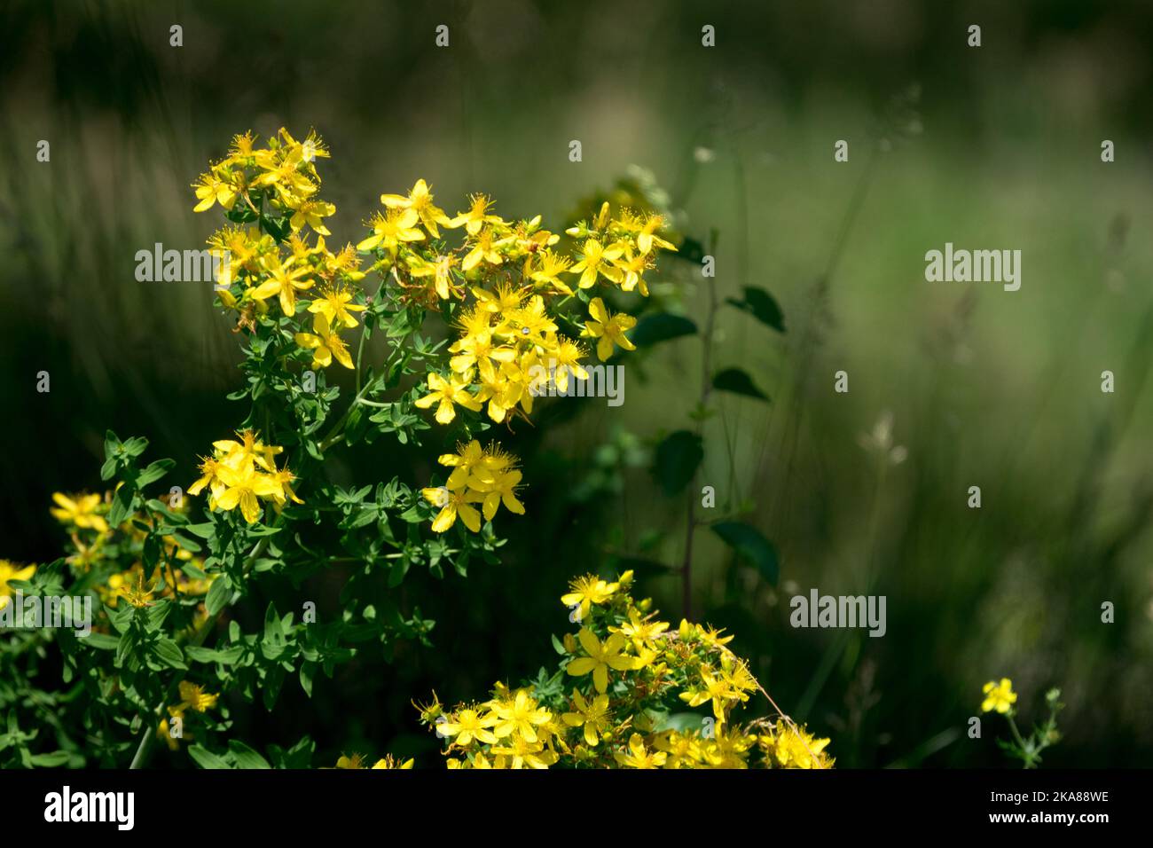 Hypericum perforatum, Nature, Wildflower, St. Johns Wort, Blooming ...