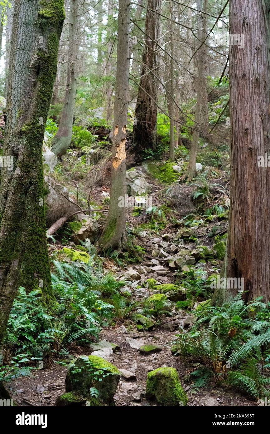 A forest scene in Vancouver, British Columbia, Canada Stock Photo - Alamy