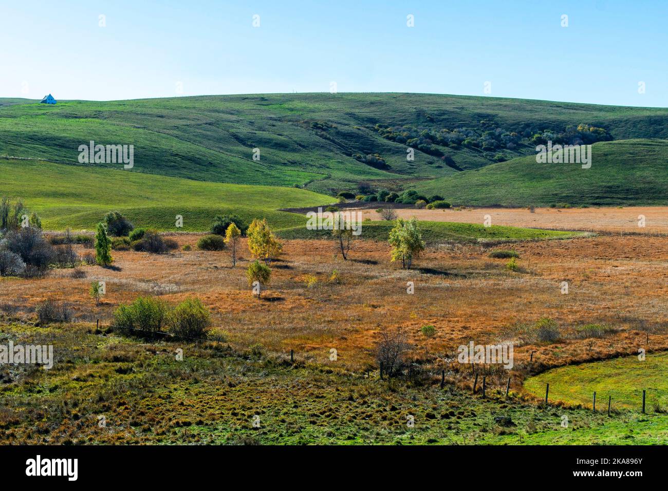 Bog landscape with dry bog grass, Cezallier plateau, Puy de Dome ...