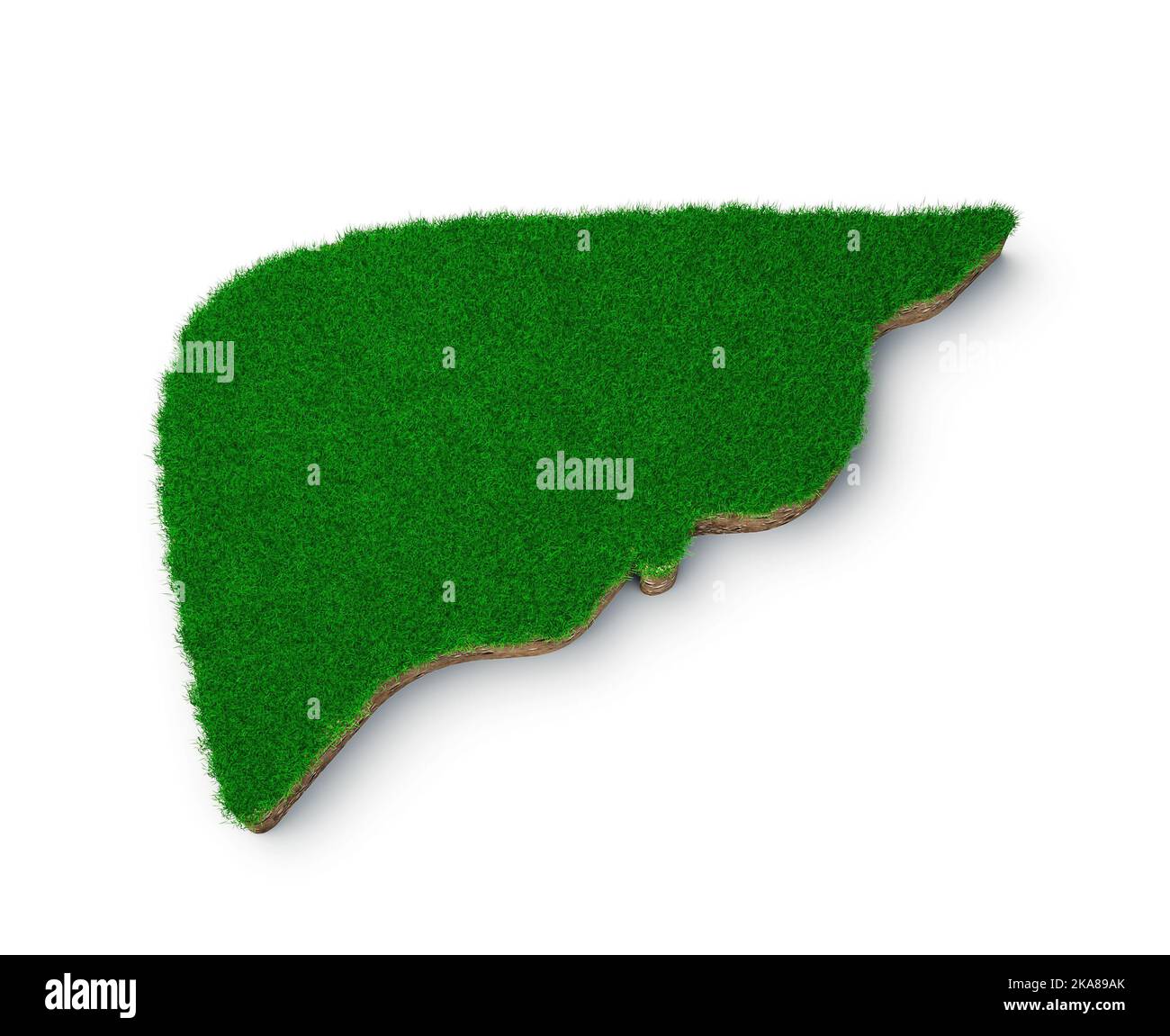 A 3D illustration of liver shape made of green grass and rock ground ...