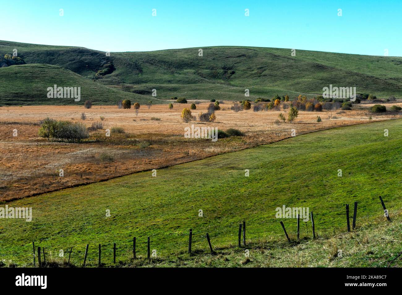 Bog landscape with dry bog grass, Cezallier plateau, Puy de Dome ...