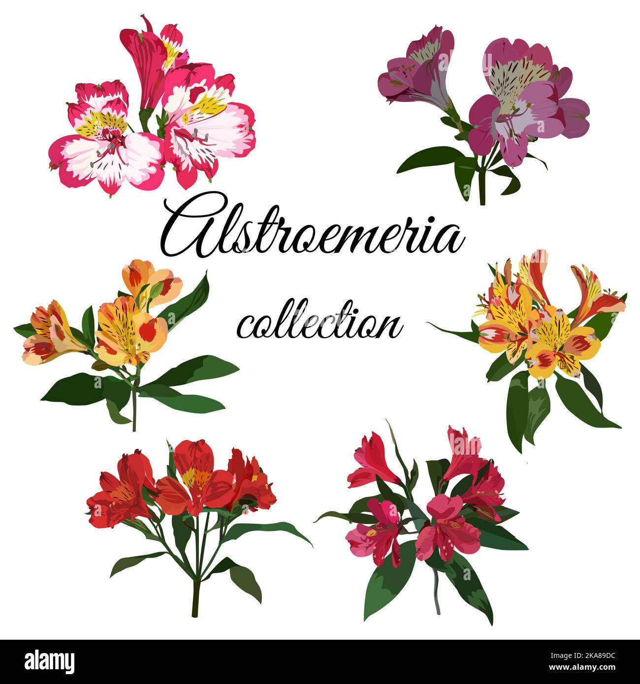 Alstroemeria collection, tropical flowers, Peruvian lilies, vector ...