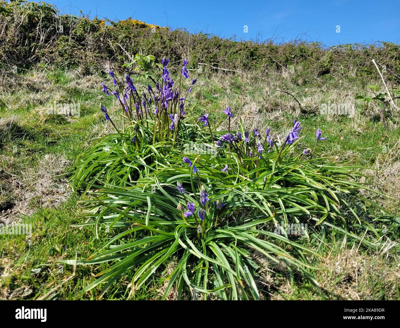 The Bluebells and Daffodils in Spring growing in the natural wild ...