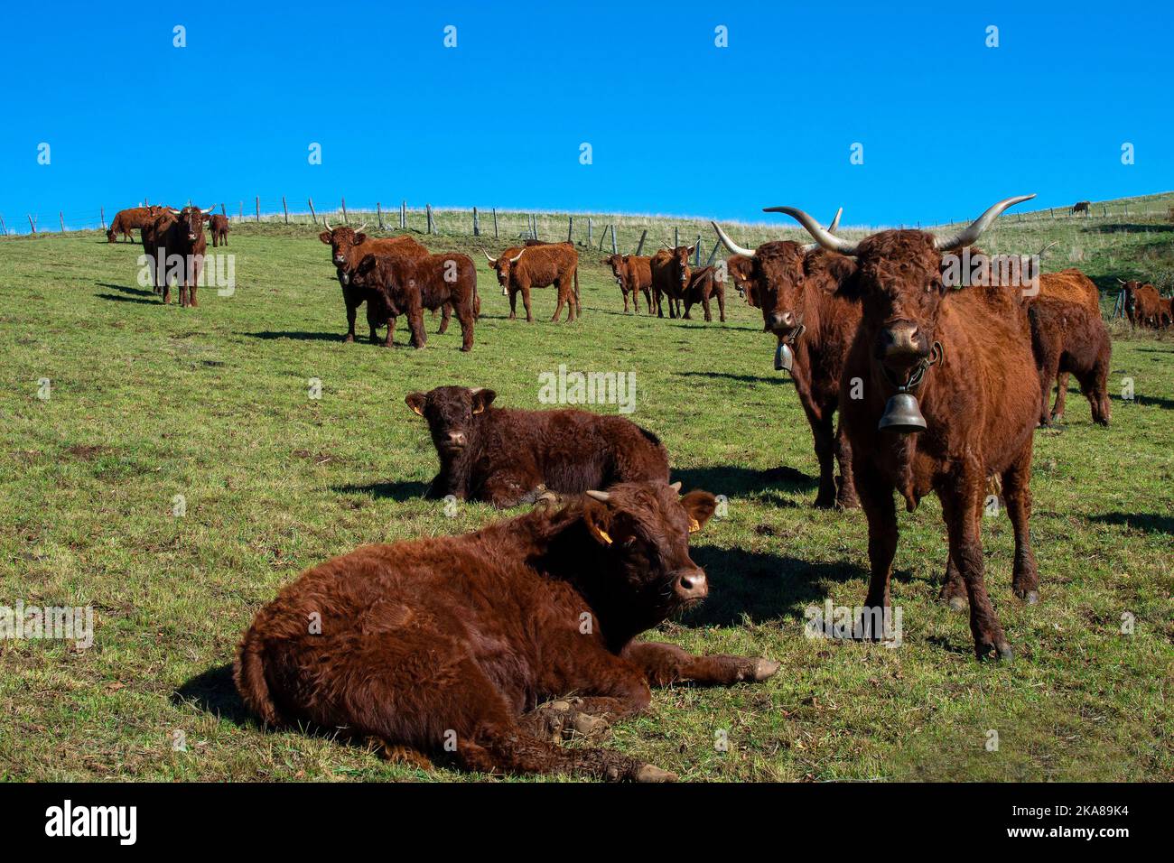 Cattle of Salers cows, french race, Regional Natural Park of the ...