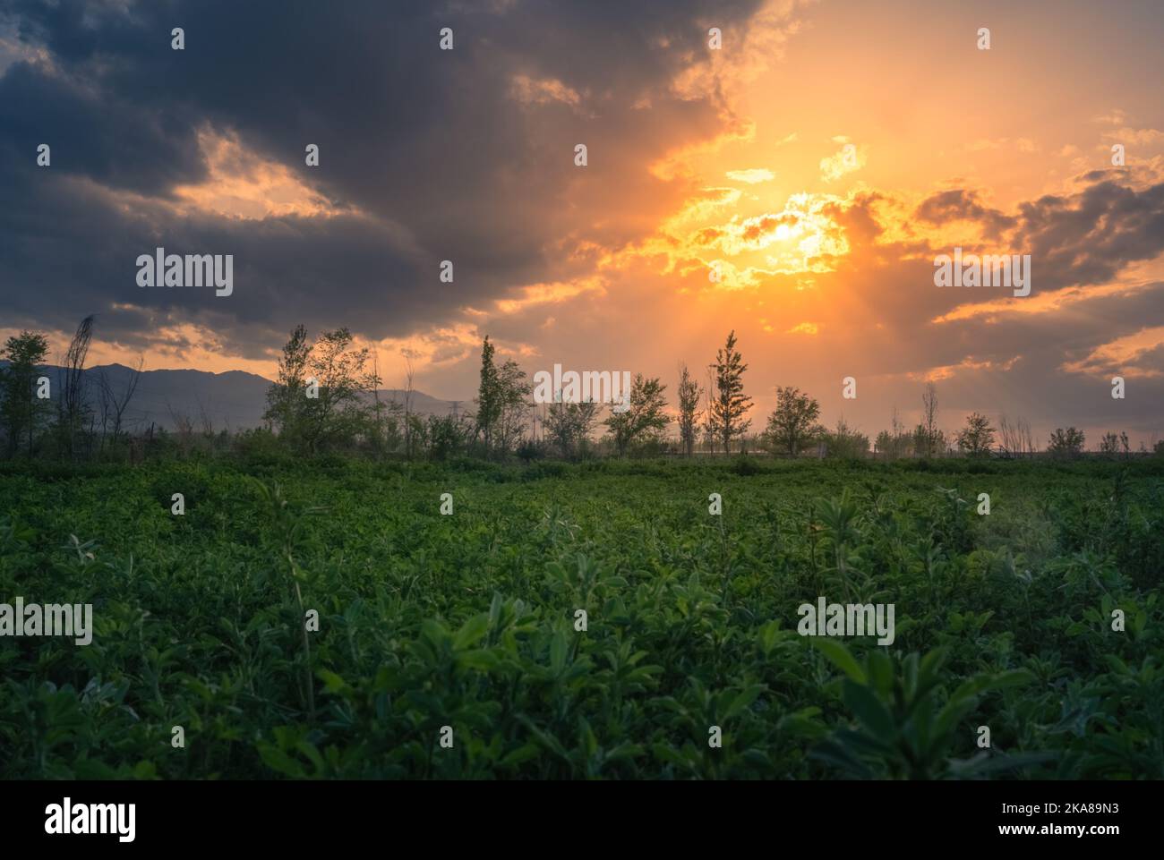 A scenic view of the green plants and trees in the field against ...