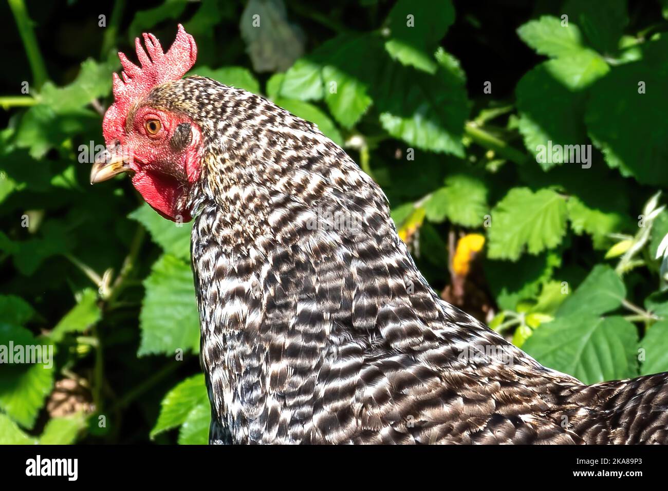 nice farm chicken in the sun Stock Photo - Alamy