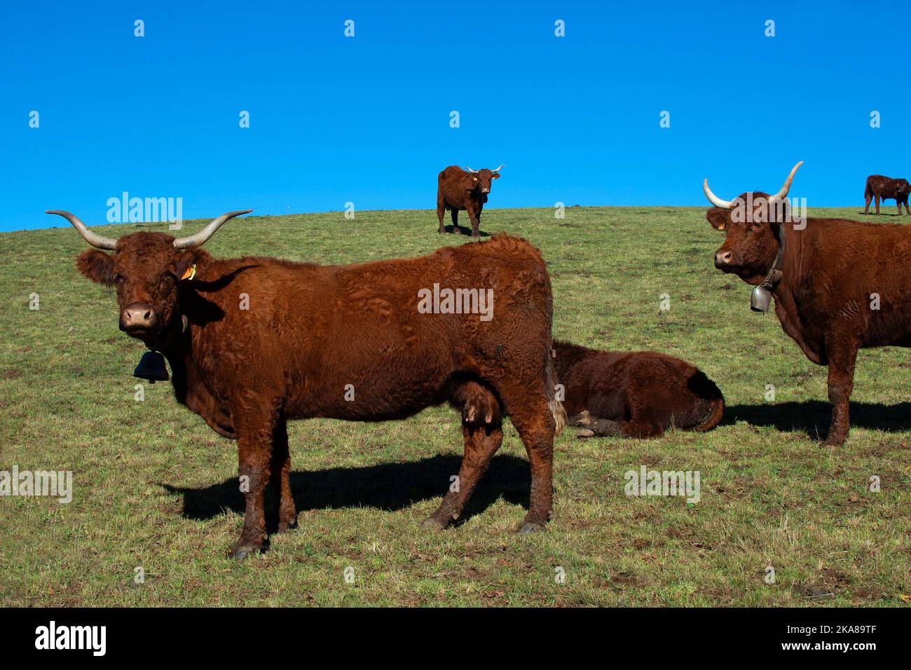 French cattle breed hi-res stock photography and images - Alamy
