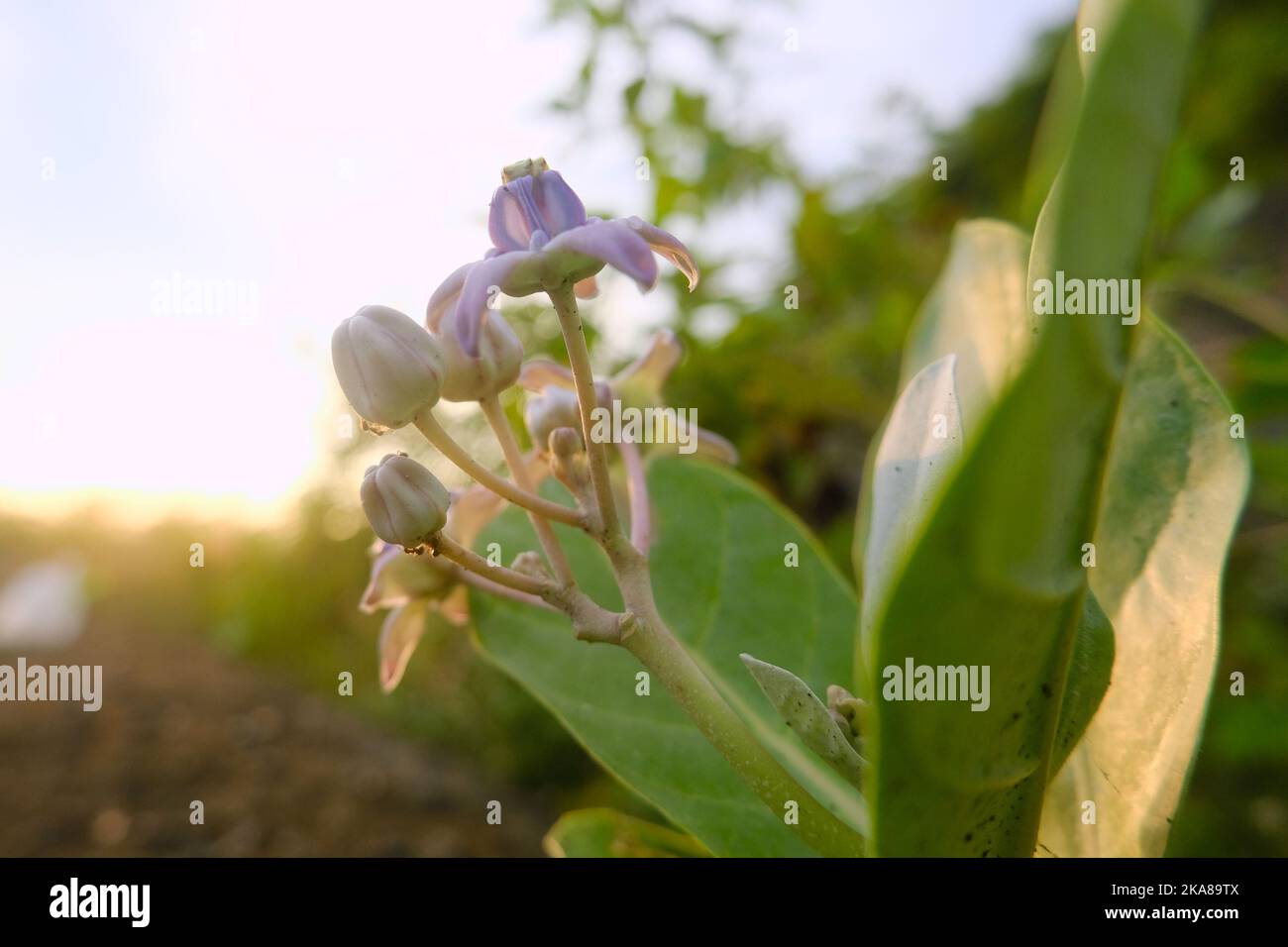 Blooming Crown Flower, Giant Milkweed, Calotropis gigantea, Giant ...