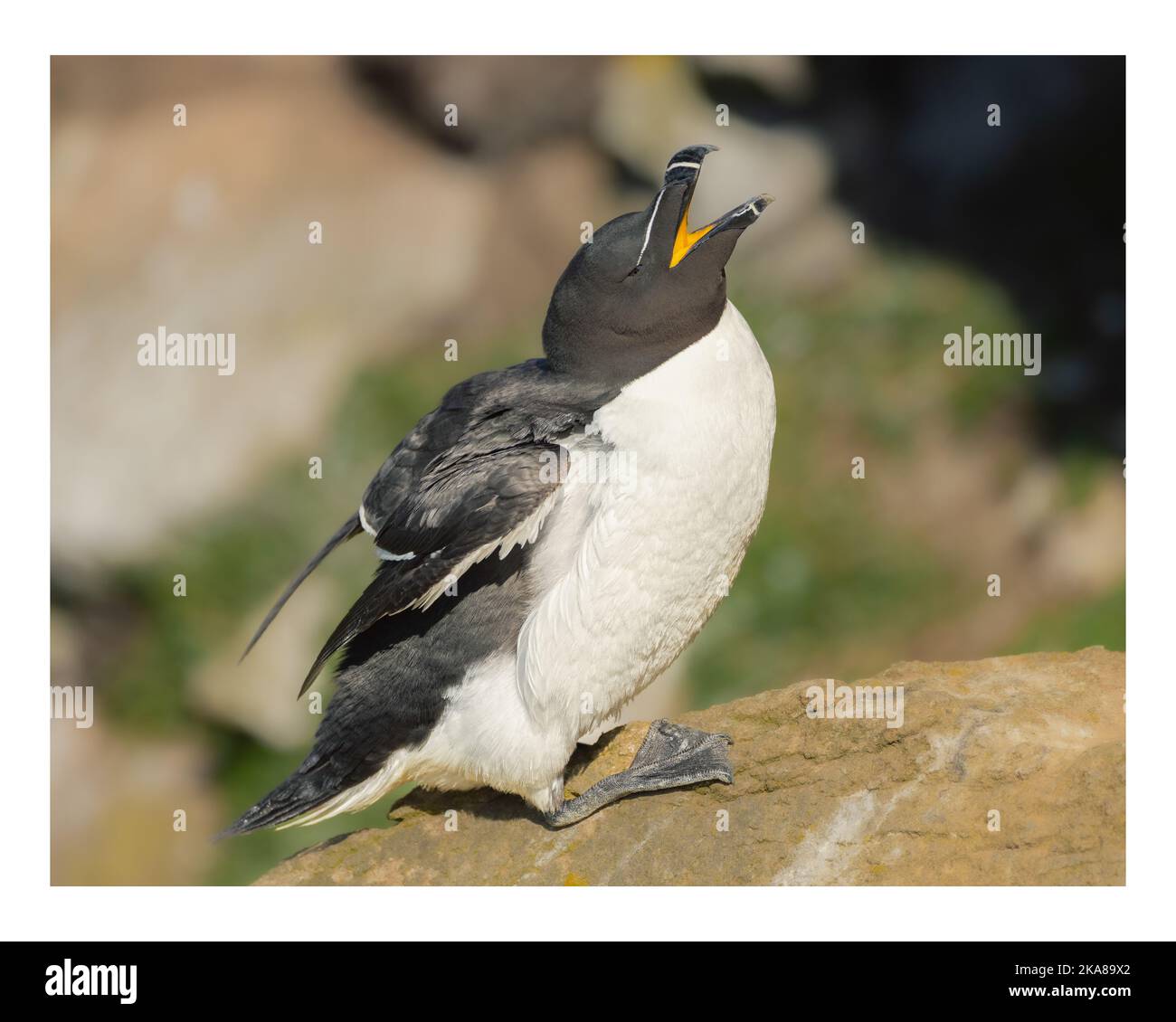 Razorbill Cut Out Stock Images & Pictures - Alamy