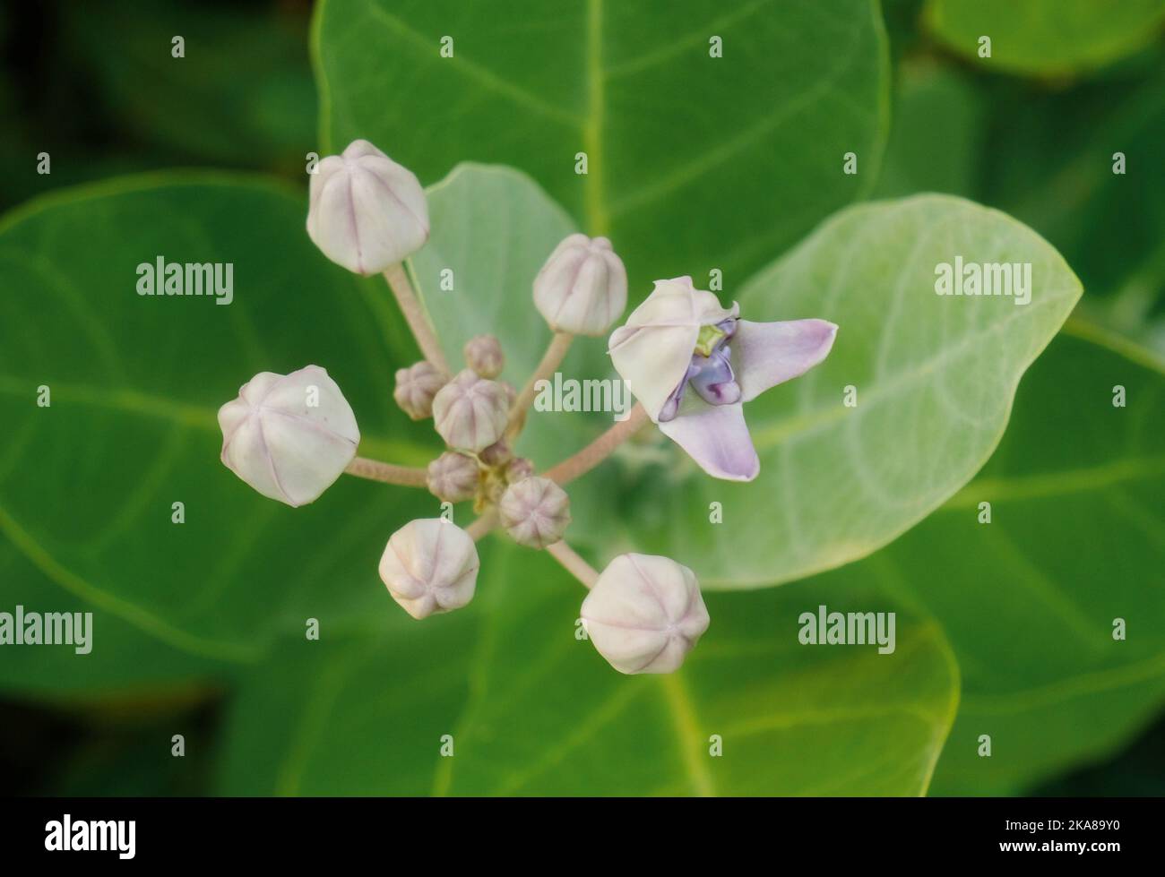 Blooming Crown Flower, Giant Milkweed, Calotropis gigantea, Giant ...