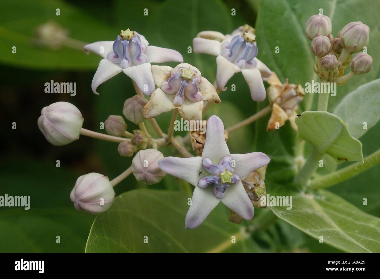 Blooming Crown Flower, Giant Milkweed, Calotropis gigantea, Giant ...
