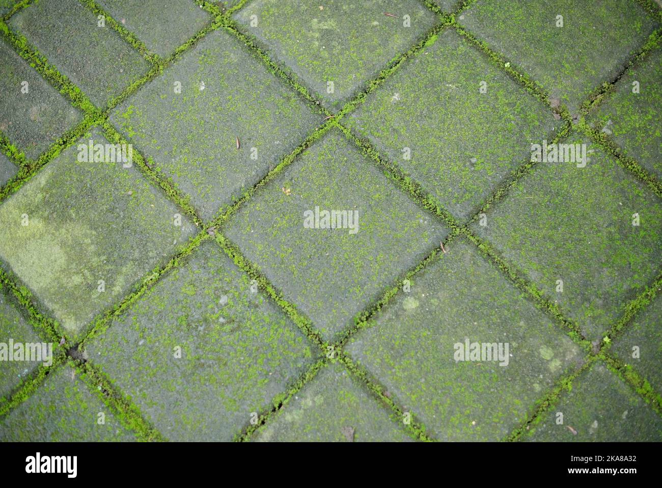 Textured paving block mossy squares neatly arranged Stock Photo - Alamy