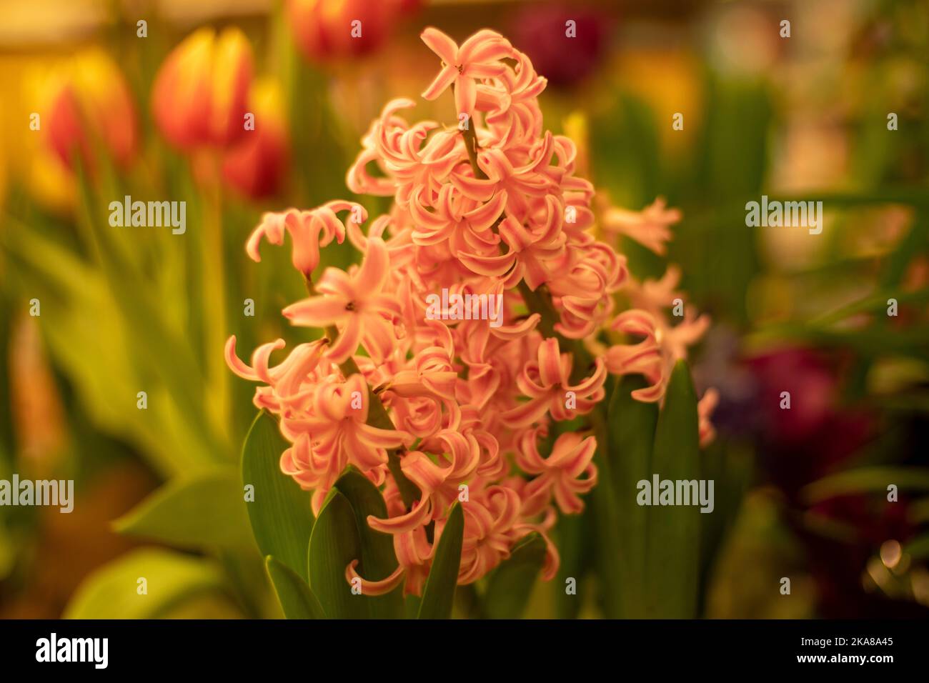 Augusta, Ga USA - 04 04 21: Red tulips floral background beautiful and ...