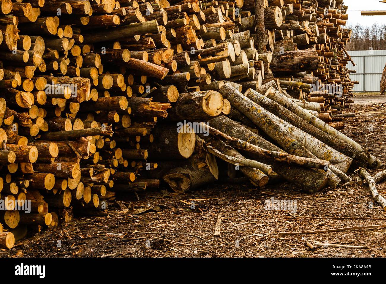 Deforestation, forest destruction. Timber harvesting. Pile, stack of ...