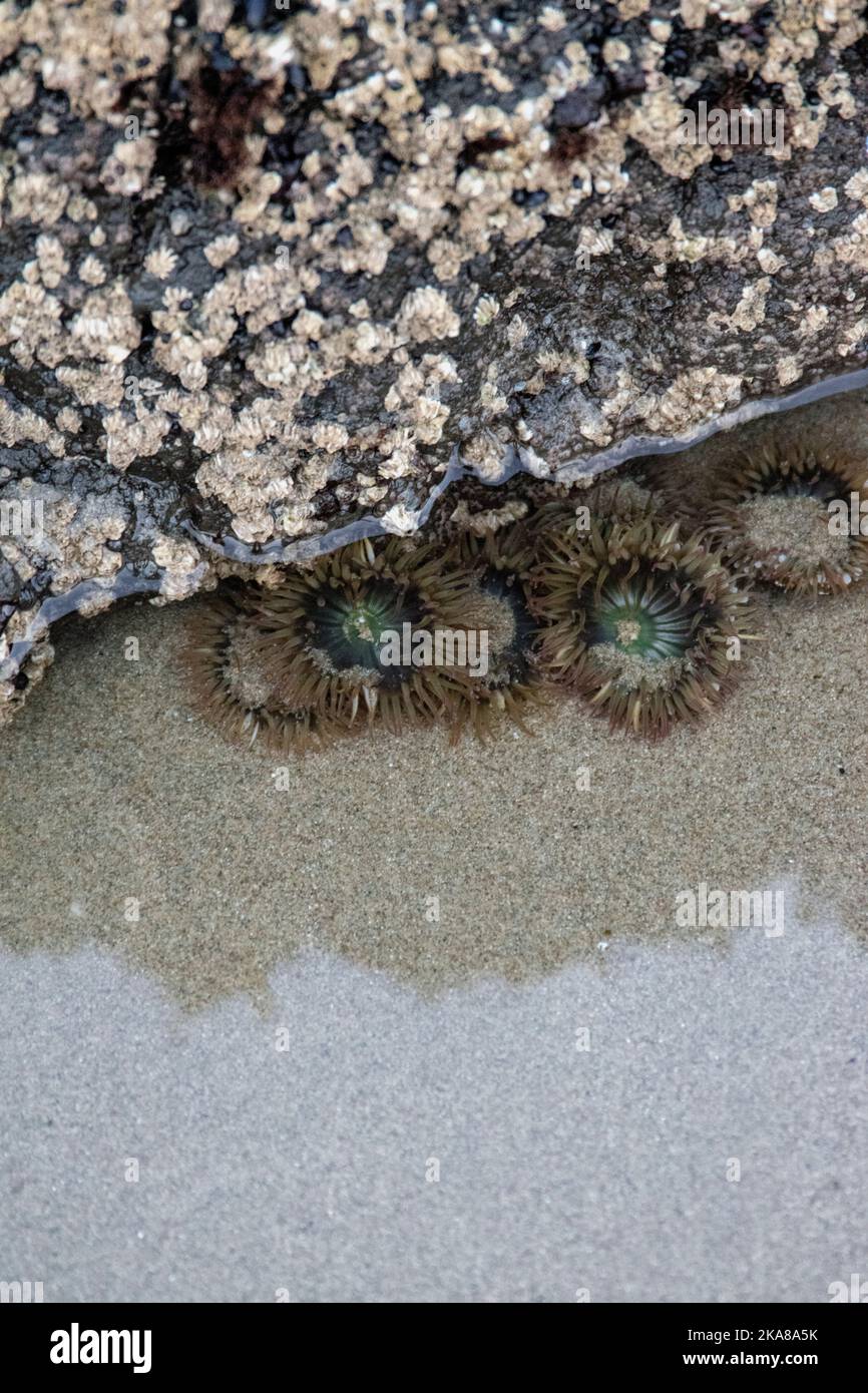 Tidal pools along the Oregon Coastline in the morning, with crystal ...