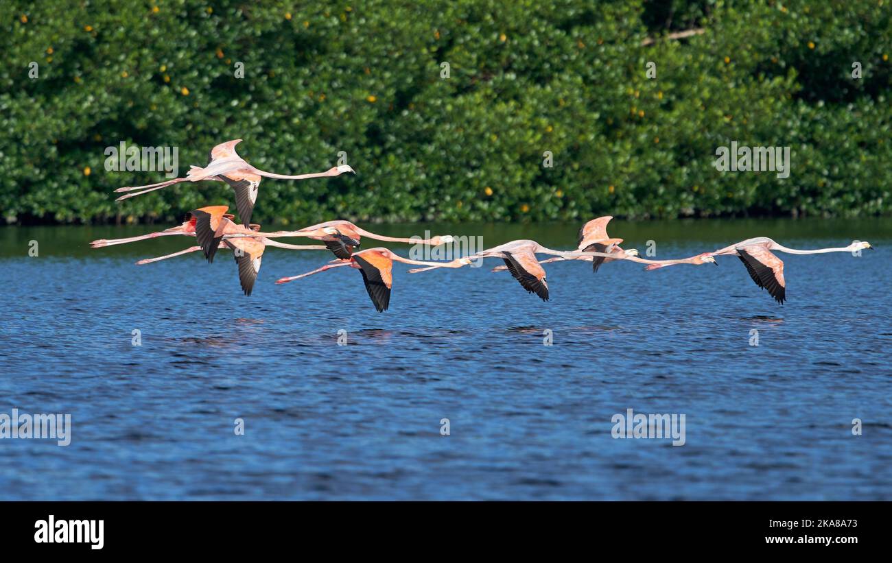 A closeup of a group of flying flamingos over a lake on a forest ...
