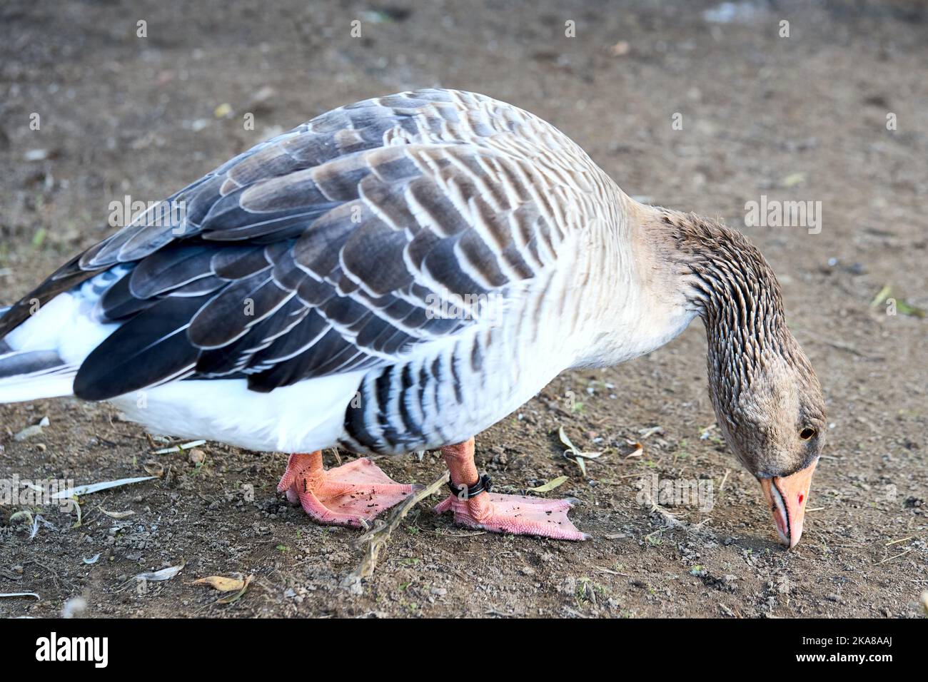 Greylag goose or graylag goose Anser anser is a species of large goose ...