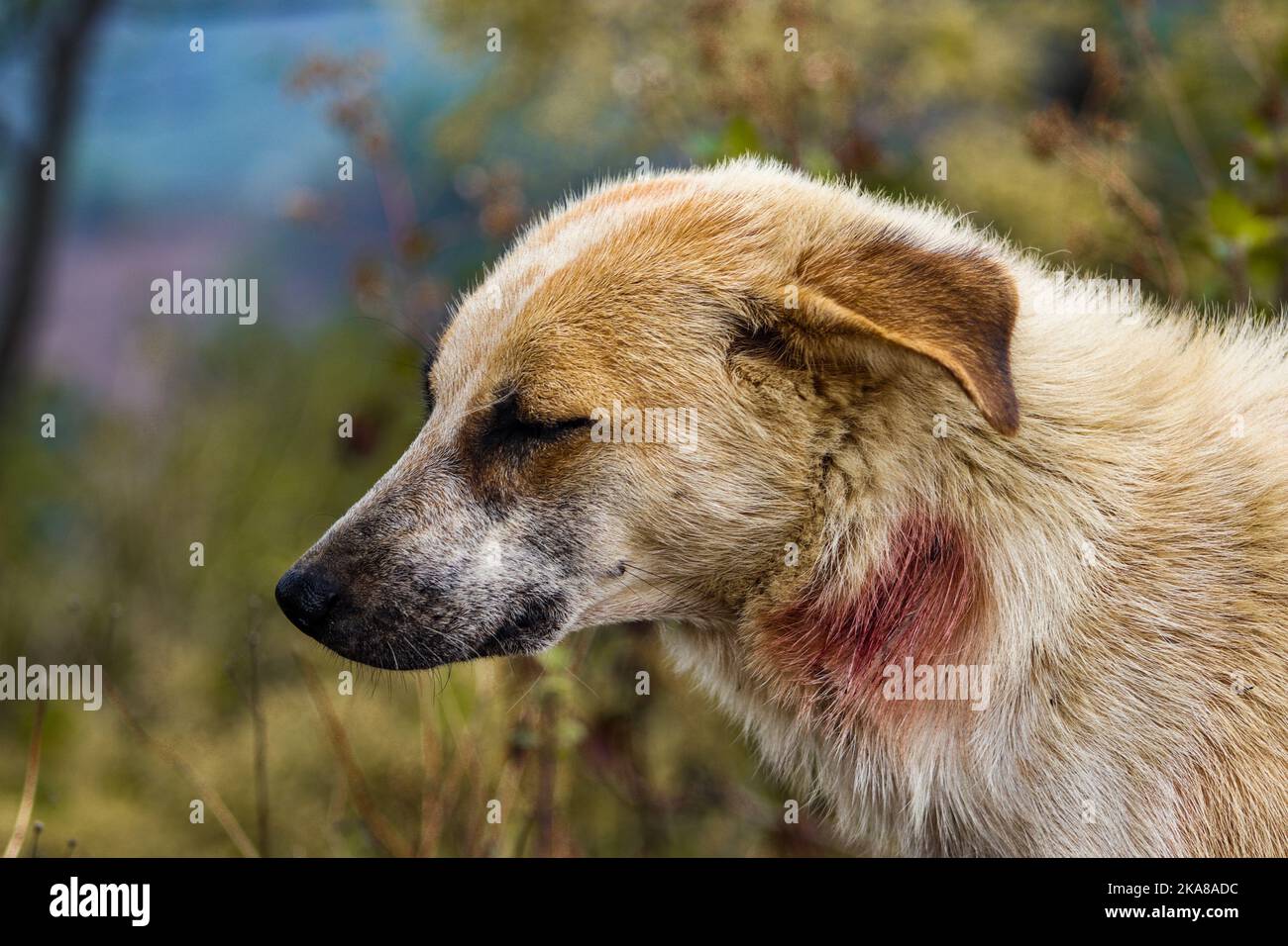Aspin dog hi-res stock photography and images - Alamy