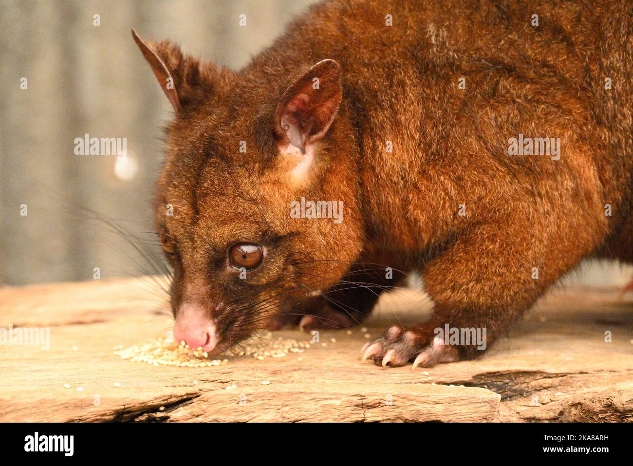 Opossums hi-res stock photography and images - Alamy