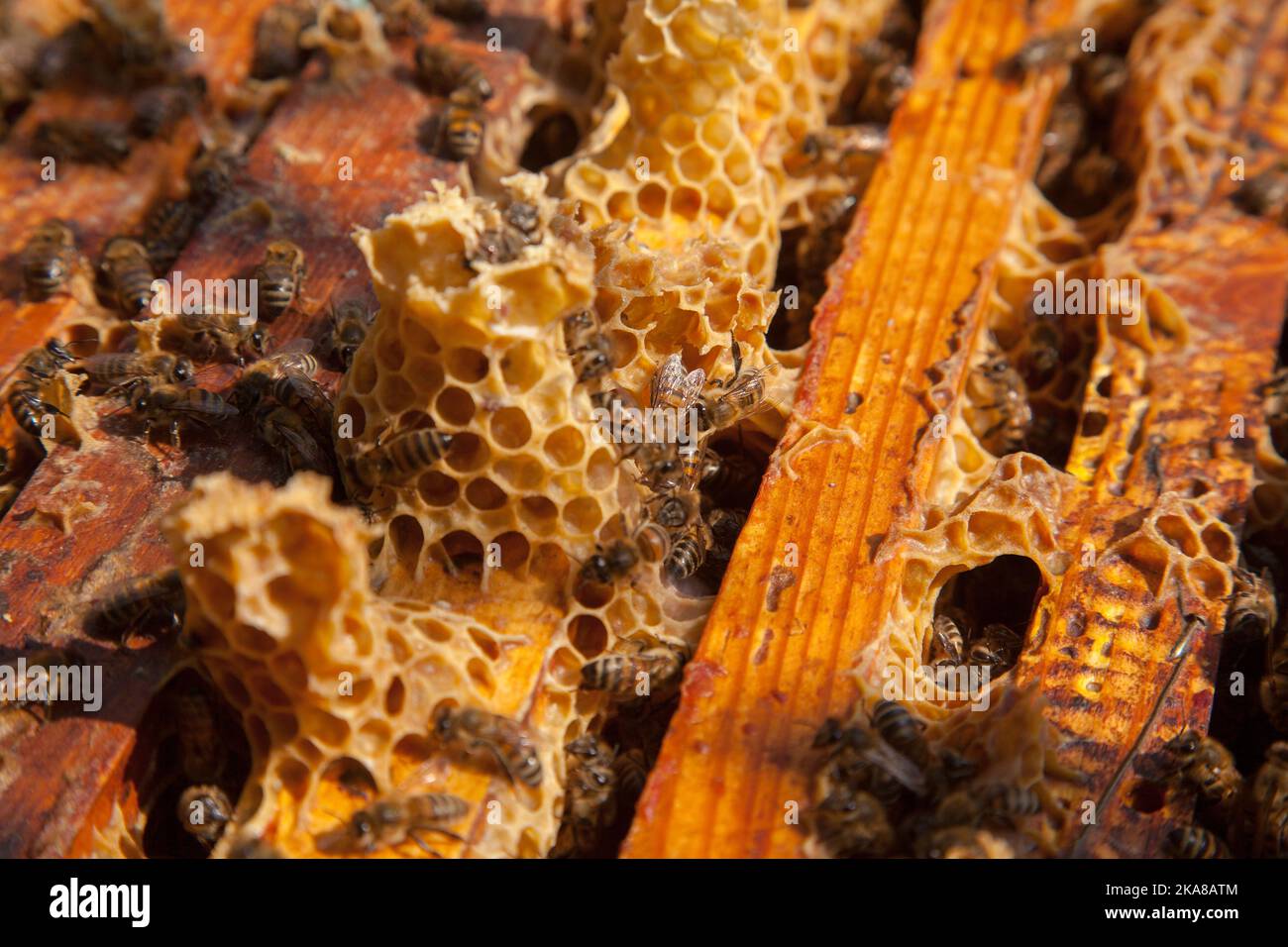 Frames of a beehive. Close up view of the opened hive body showing the ...