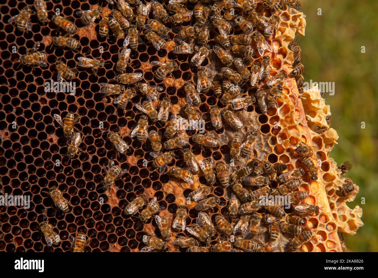 Frames of a beehive. Busy bees inside the hive with open and sealed ...