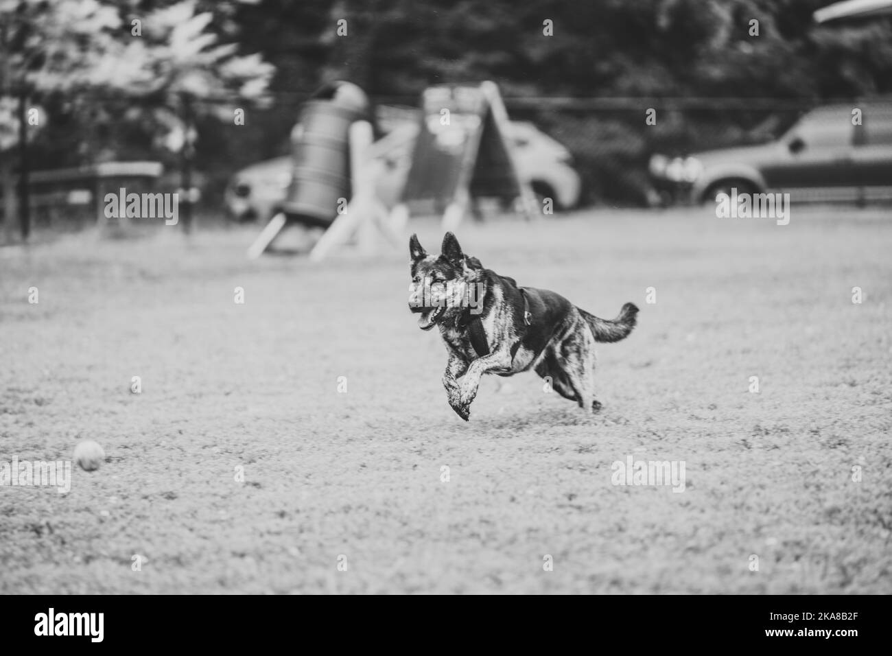 Dutch companion Black and White Stock Photos & Images - Alamy