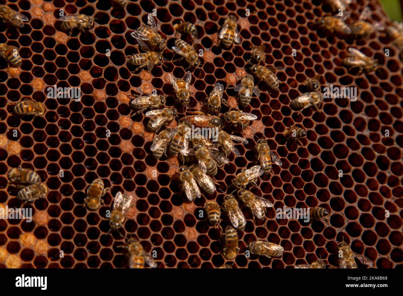 Bee queen in beehive. Queen bee in a beehive laying eggs supported by ...