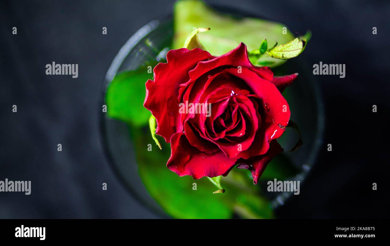 A top view shot of a single red rose in a glass vase Stock Photo - Alamy