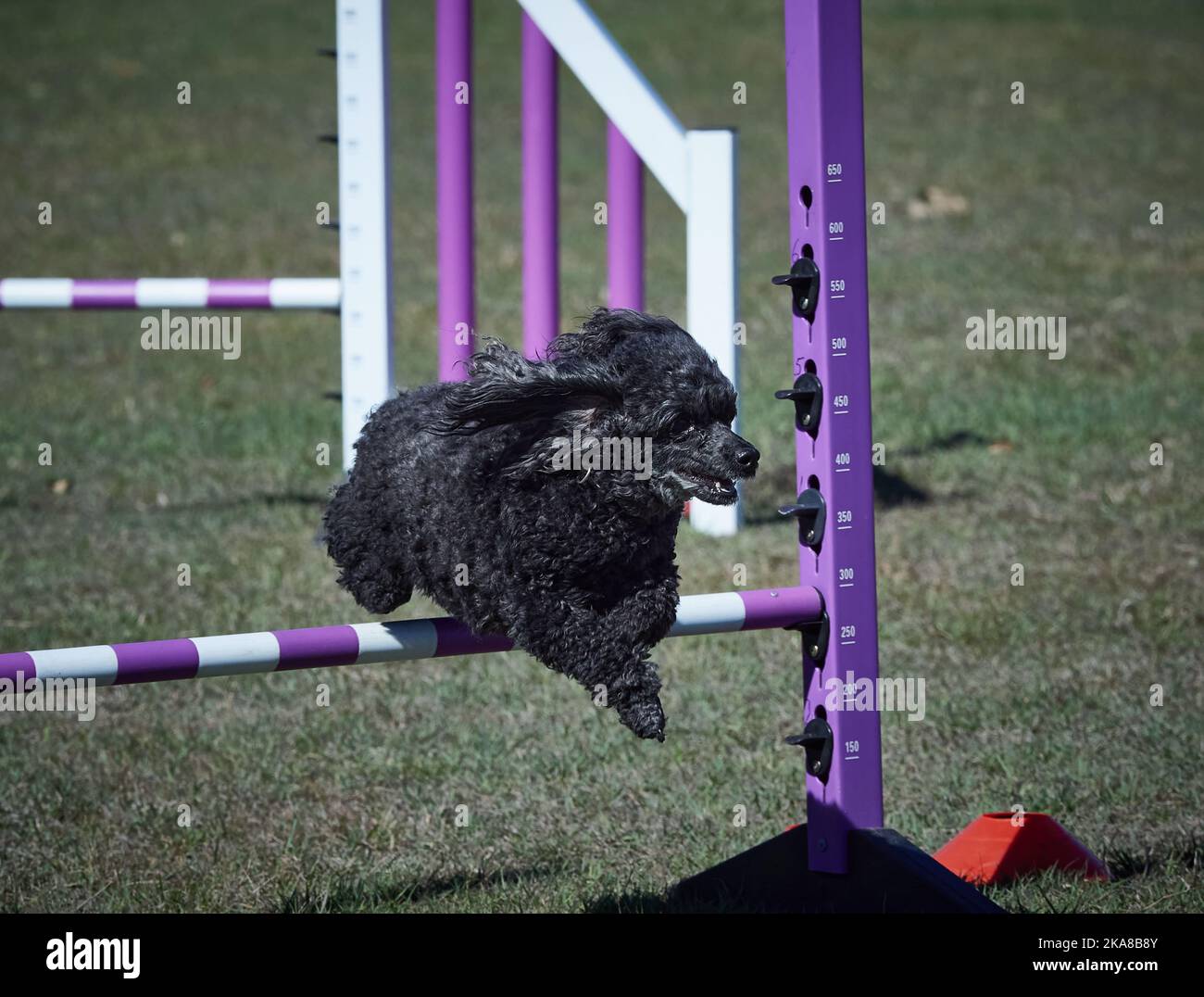 Many obstacles on a dog agility field . Dogs moving quickly from one ...