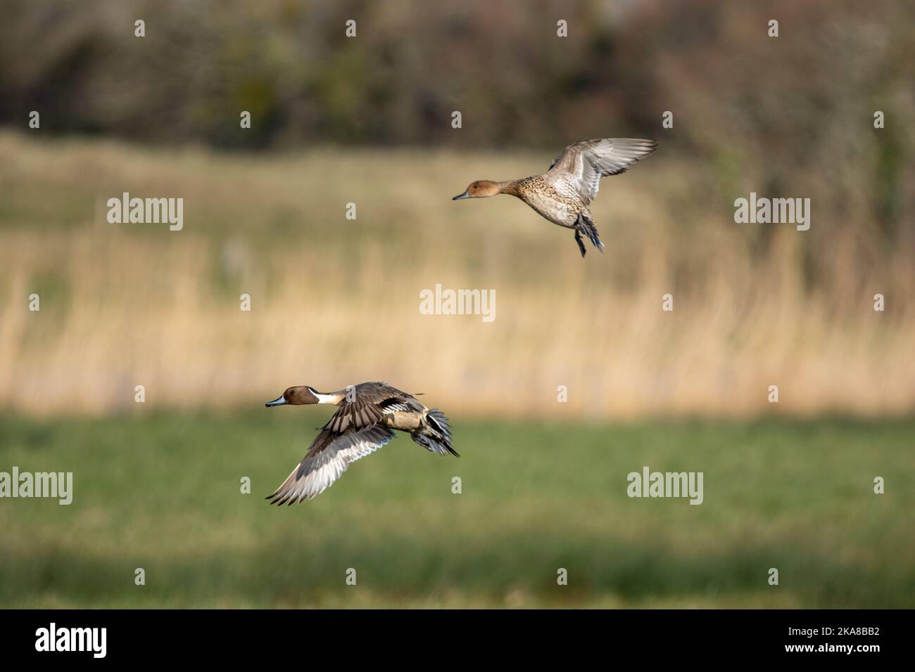 The northern pintail flying with opened wings to the flock Stock Photo ...
