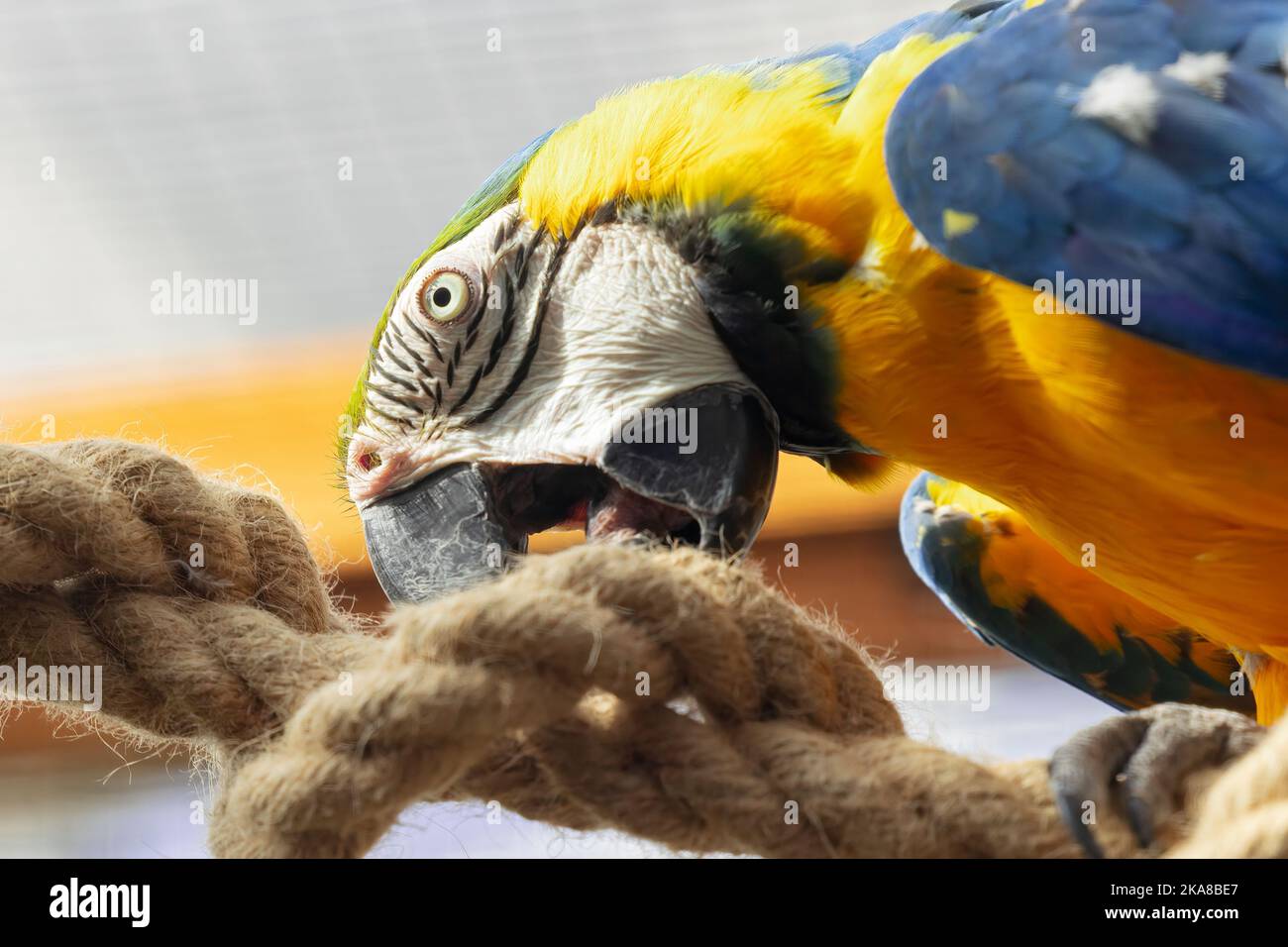 Biting a rope hi-res stock photography and images - Alamy