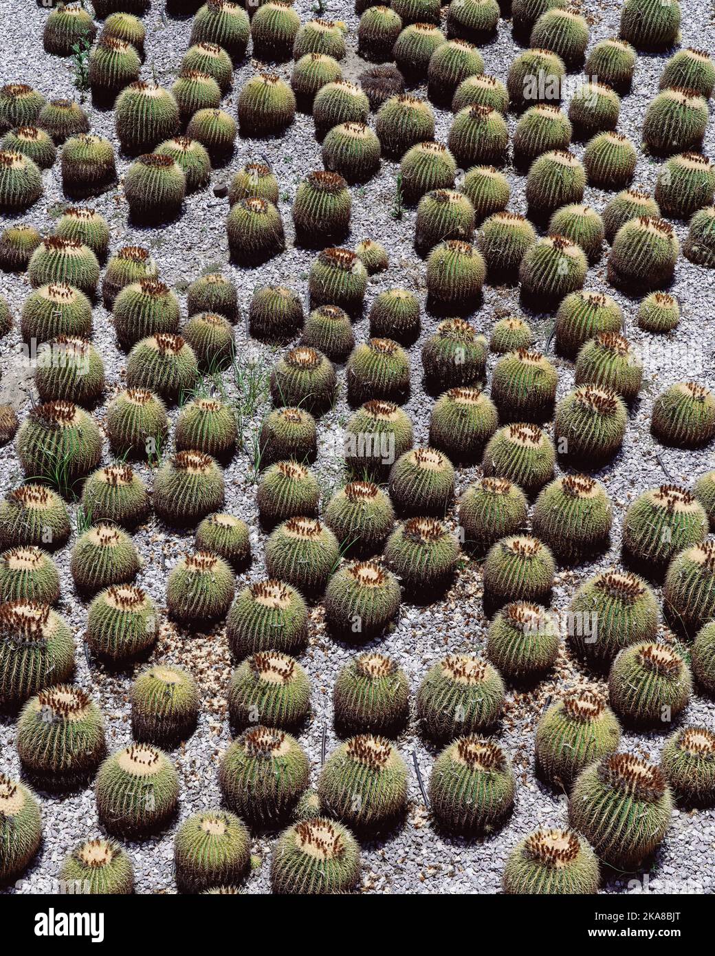 Barrel Cactus on the rooftop of Getty Center in Los Angeles Stock Photo ...