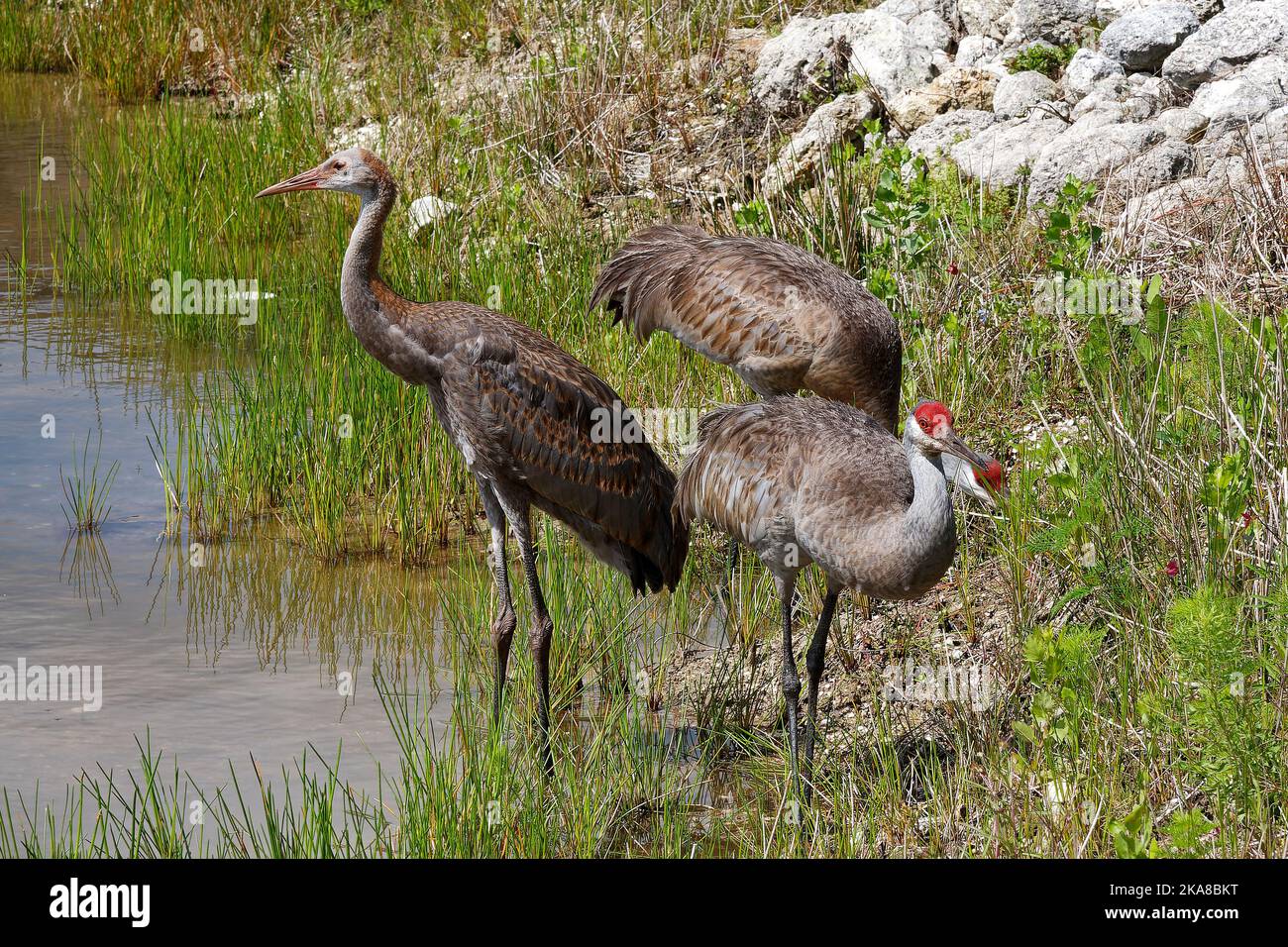 3 Sandhill Cranes, very large bird, Grus canadensis, red forehead ...