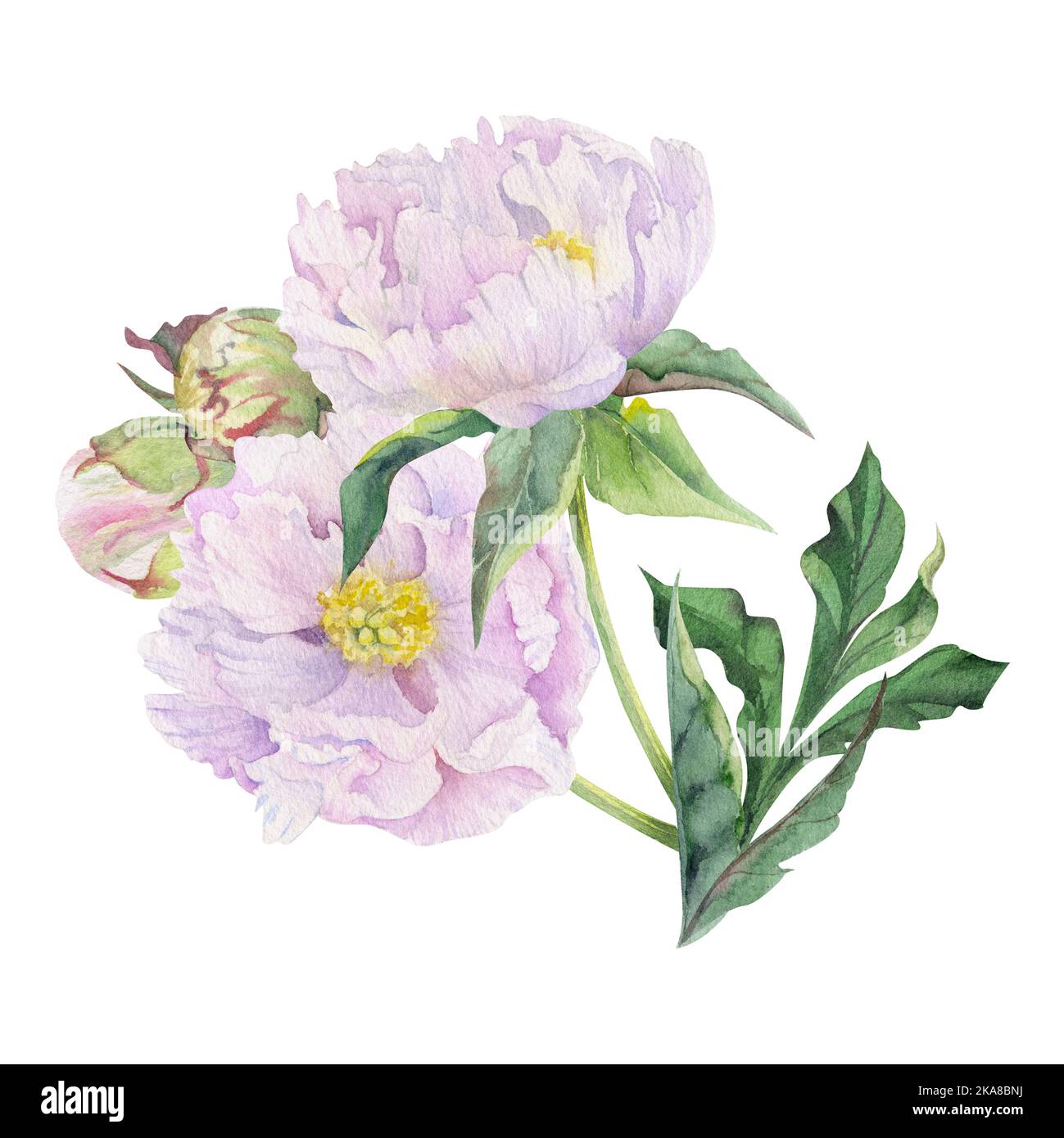 Watercolor bouquet arrangement with hand drawn delicate pink peony ...