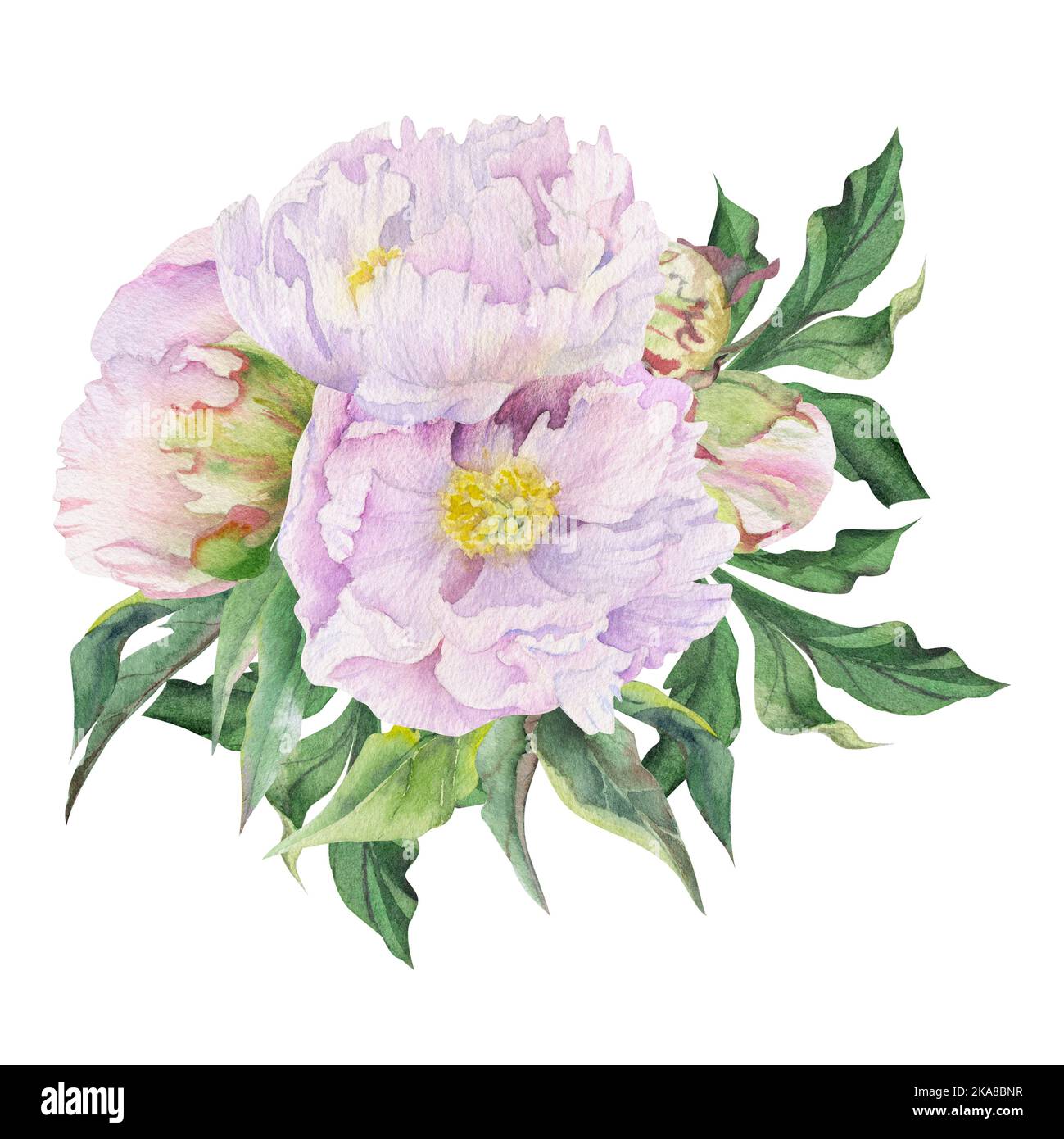 Watercolor bouquet arrangement with hand drawn delicate pink peony ...