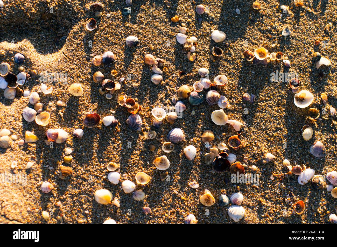 A background of shells on a seashell beach. A large number of small ...