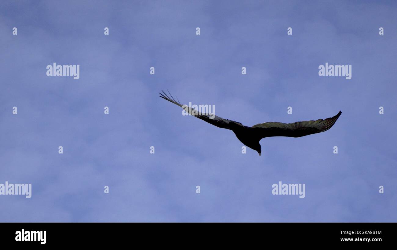 A low-angle shot of a black Andean condor flying with his wings wide ...