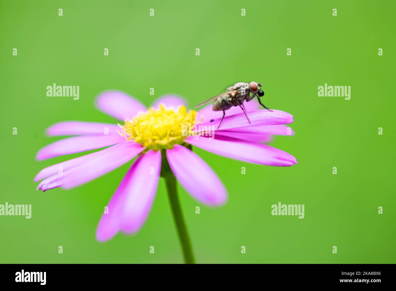 Bright violet colours hi-res stock photography and images - Alamy