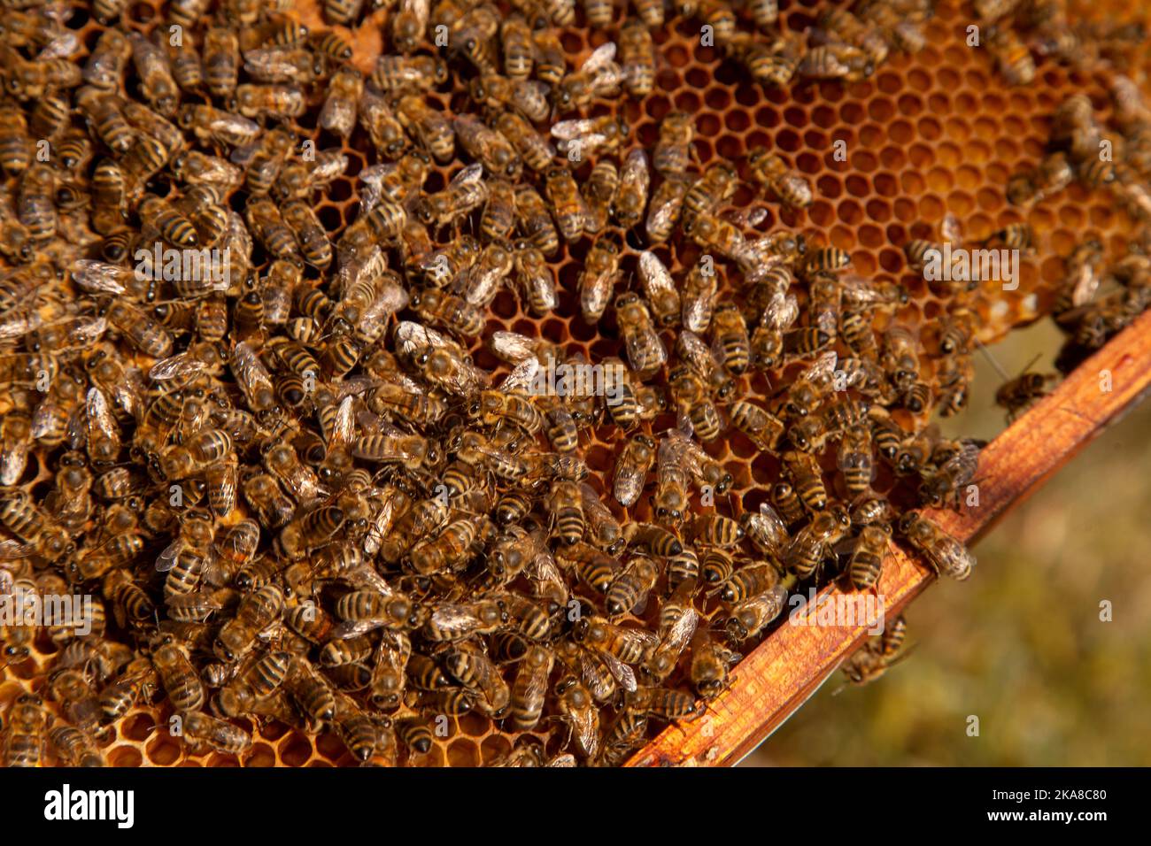 Frames of a beehive. Busy bees inside the hive with open and sealed ...