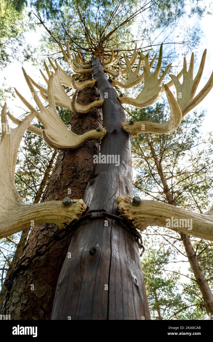 A totem pole made out of moose and caribou antlers. Trees and blue sky ...