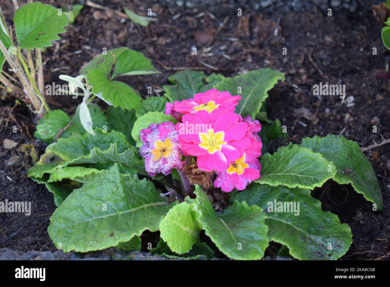late blooming primula Stock Photo - Alamy