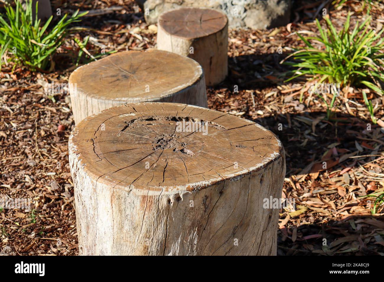 cut timber log stepping stones across landscaped gardens Stock Photo ...