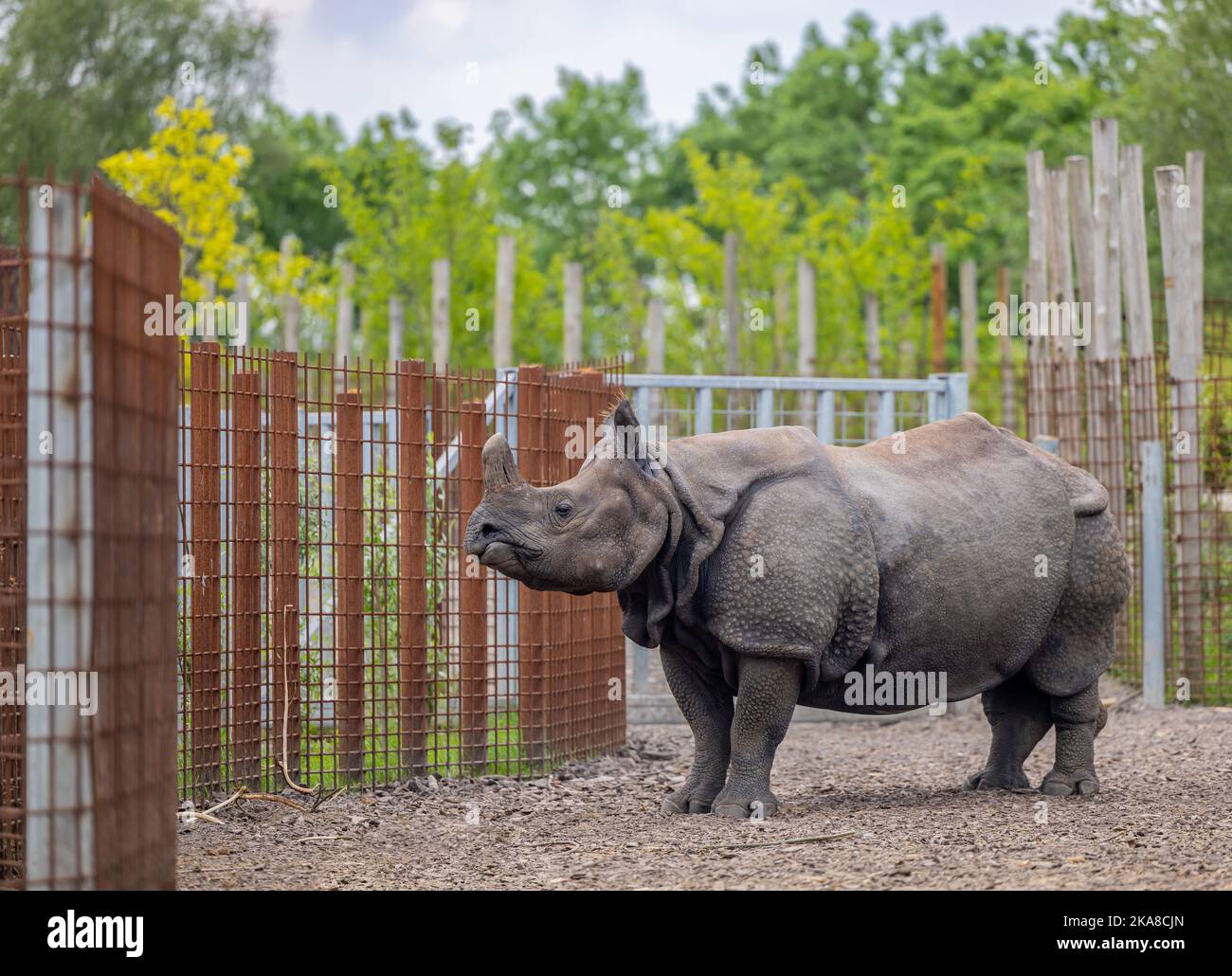A large rhinoceros standing next to metal fences in the zoo Stock Photo ...