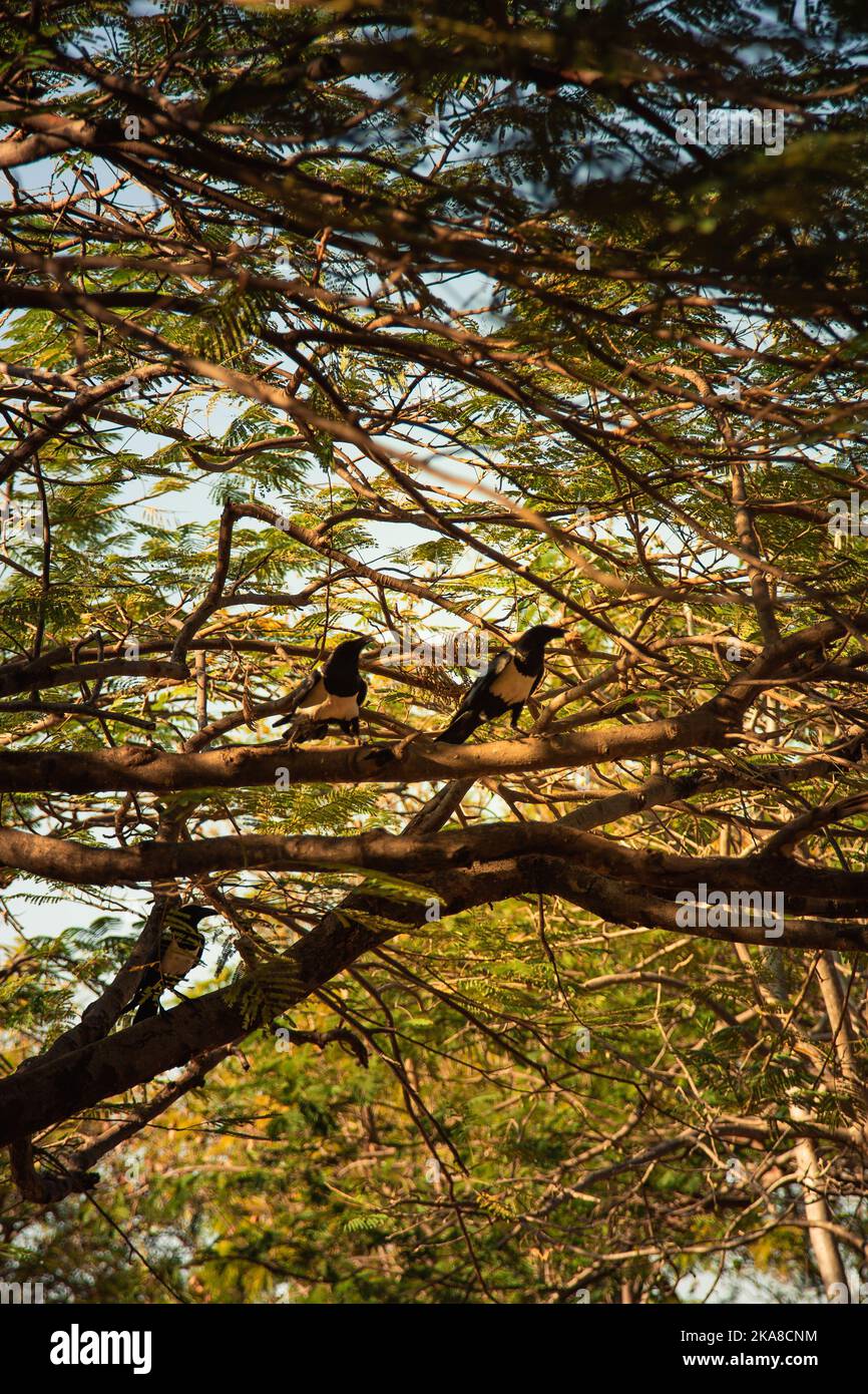Two pied crows hi-res stock photography and images - Alamy